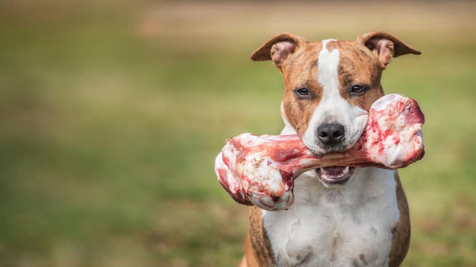 The Dogs Dinner | Raw food for dogs