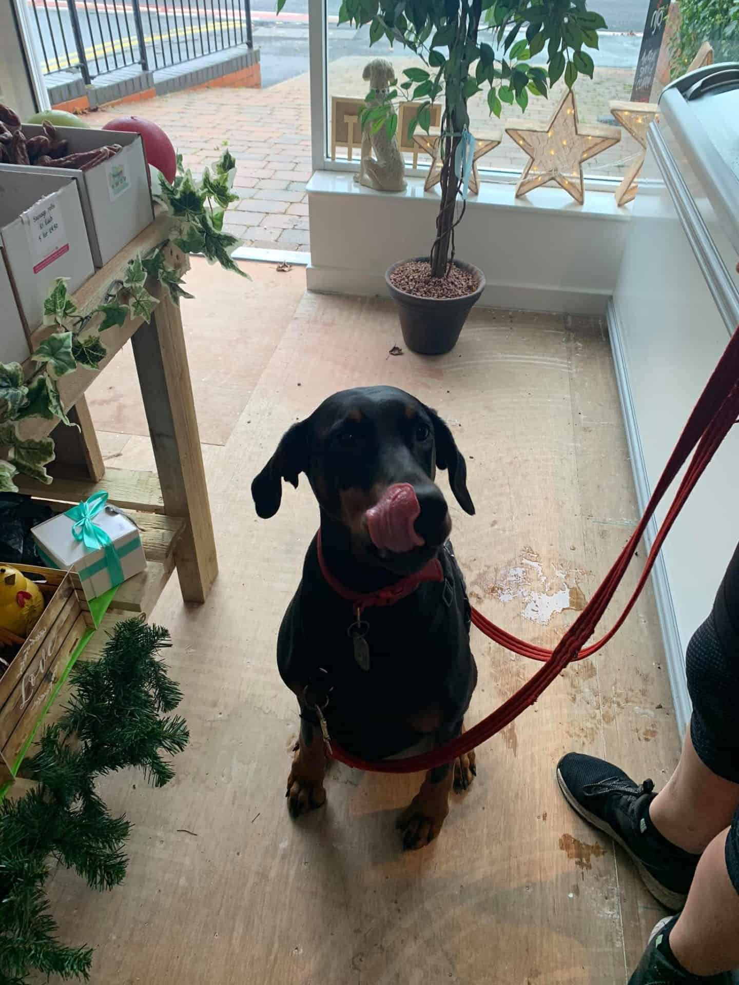 Buy | The Dogs Dinner